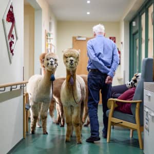 Alpaca and llama therapy for care home residents in Germany – in pictures