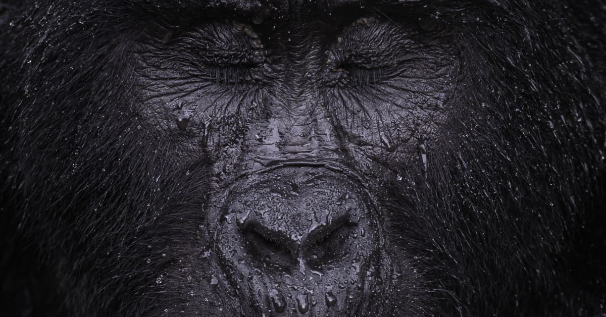 Wildlife photographer of the year 2021 winners – in pictures