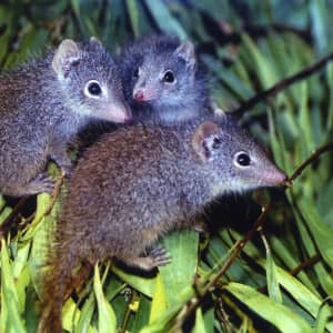 Endangered dibblers marsupial released on Dirk Hartog Island