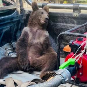 Bear cub intoxicated on ‘mad honey’ rescued in Turkey