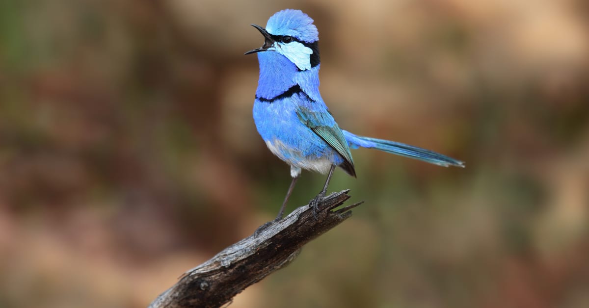 Swooping, nesting, preening: Australian birds in the wild