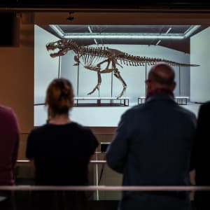 ‘Trinity’ the T-Rex skeleton sells for $6m to private collector