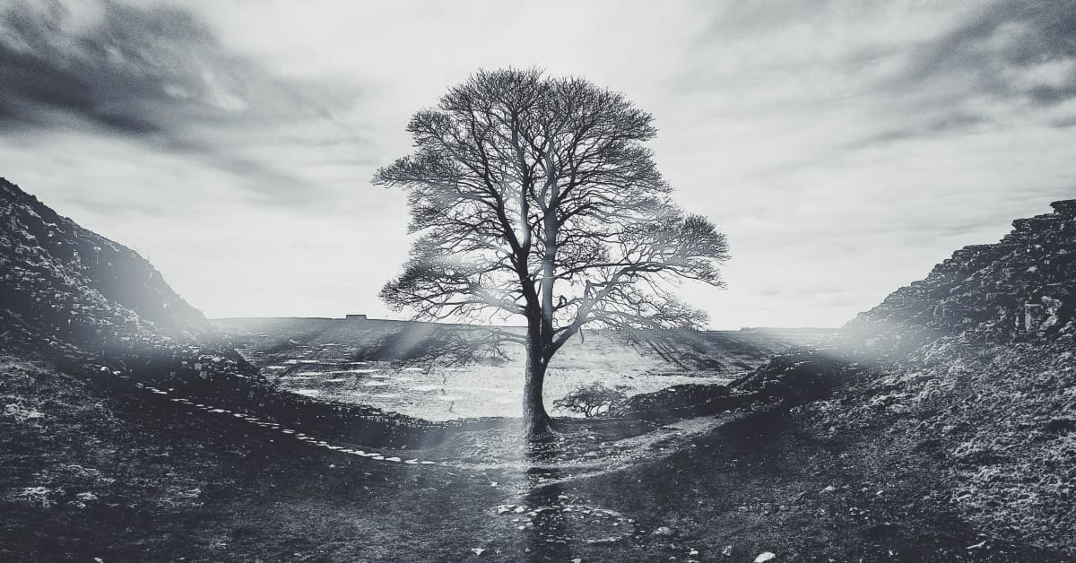 Hadrian’s Wall Sycamore Gap tree – in pictures