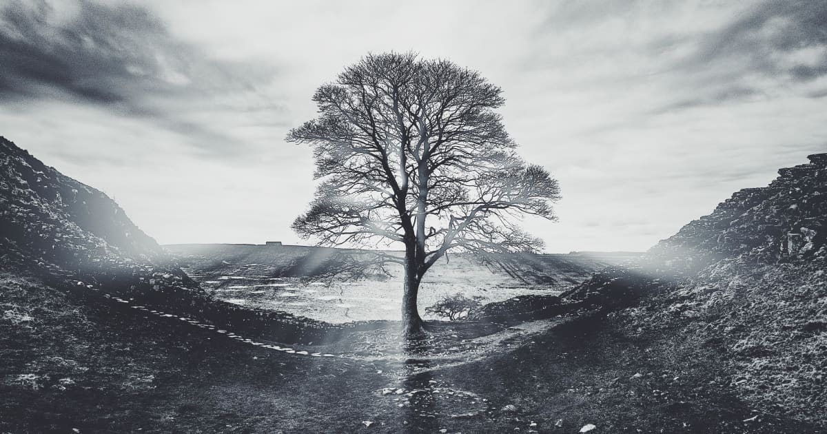 Hadrian’s Wall Sycamore Gap tree – in pictures