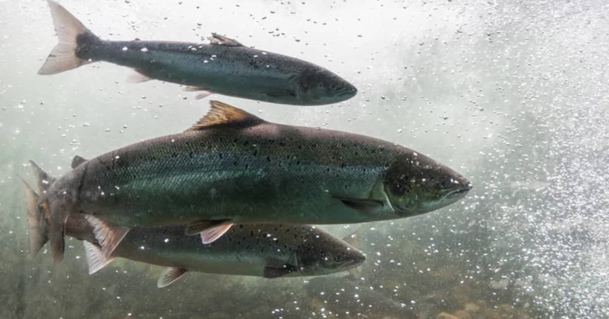 The Real Difference Between Farmed Salmon And Wild Salmon The Real Difference Between Farmed Salmon And Wild Salmon