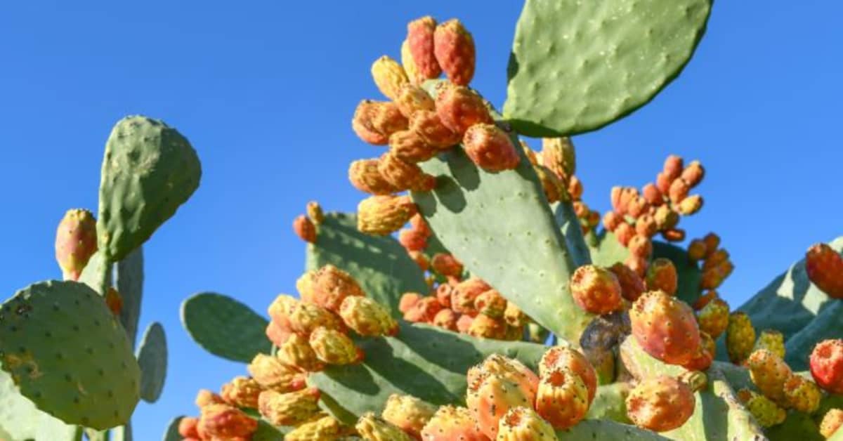 What Is Prickly Pear And What Does It Taste Like