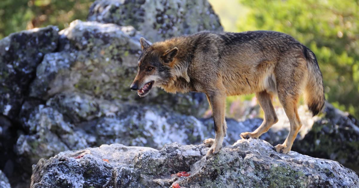 "Eu vi um lobo": aplicação recolhe fotos para mapear e proteger espécie