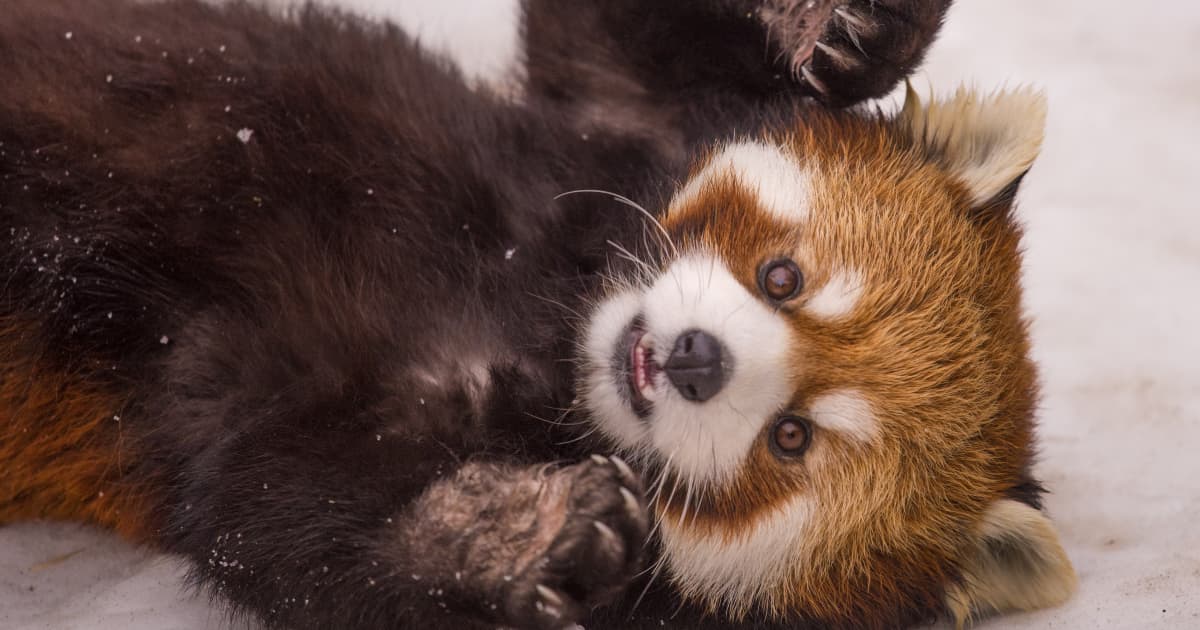 Nasceu uma nova cria de panda vermelho no Zoo de Lisboa — uma das ...