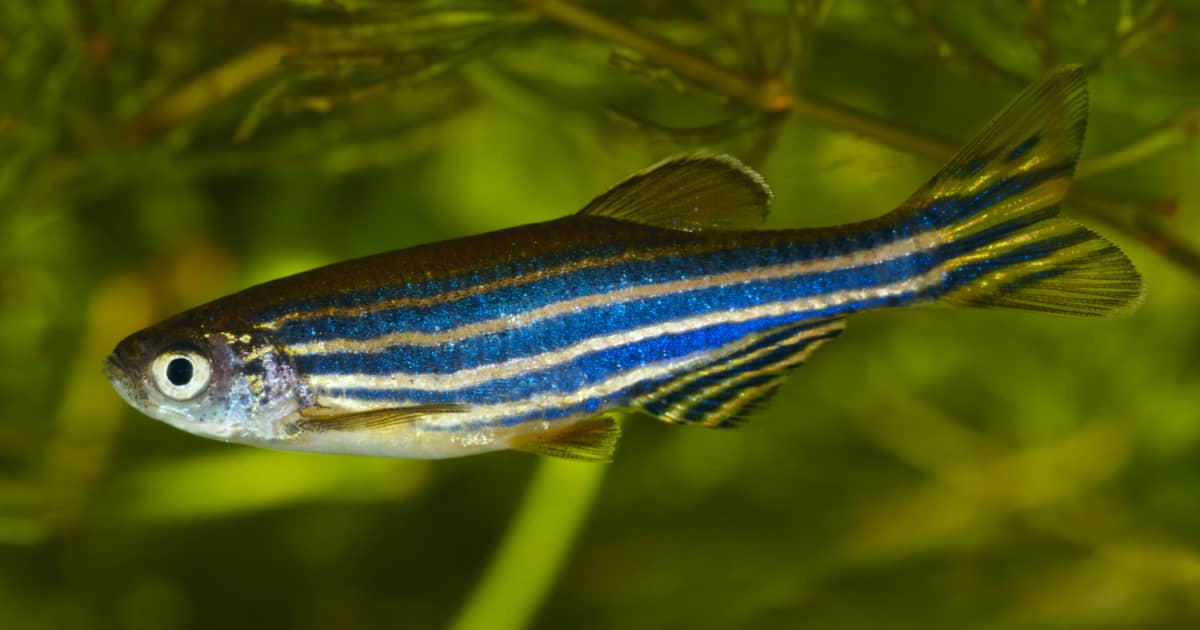 Peixe-zebra consegue curar o próprio coração