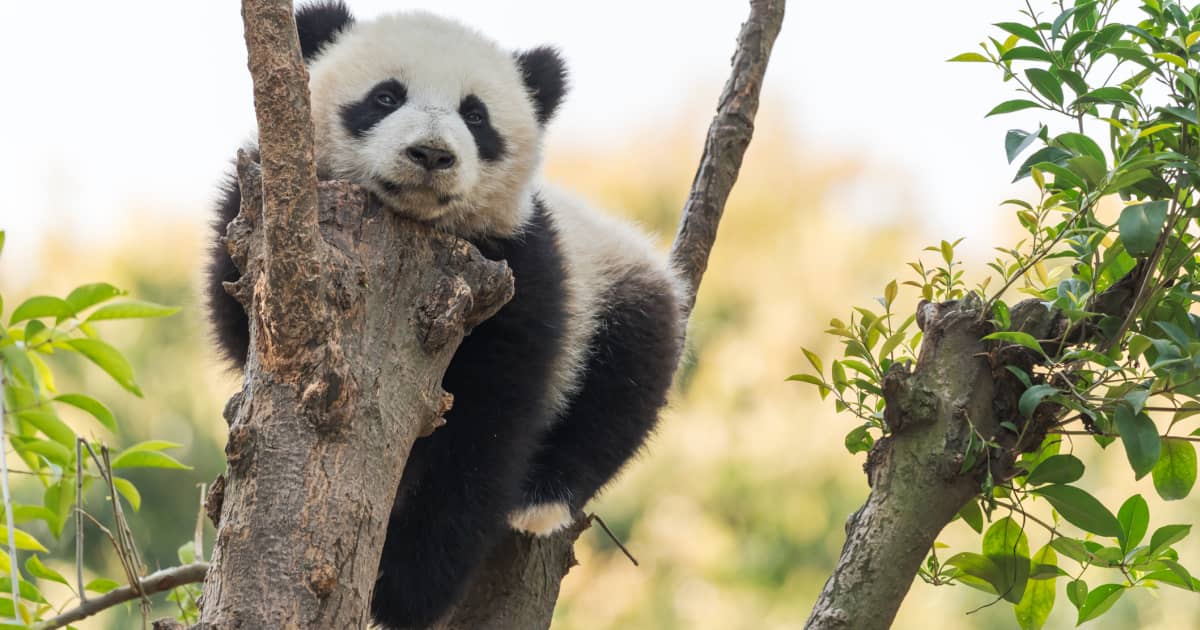 O último panda europeu estava esquecido num museu da Bulgária