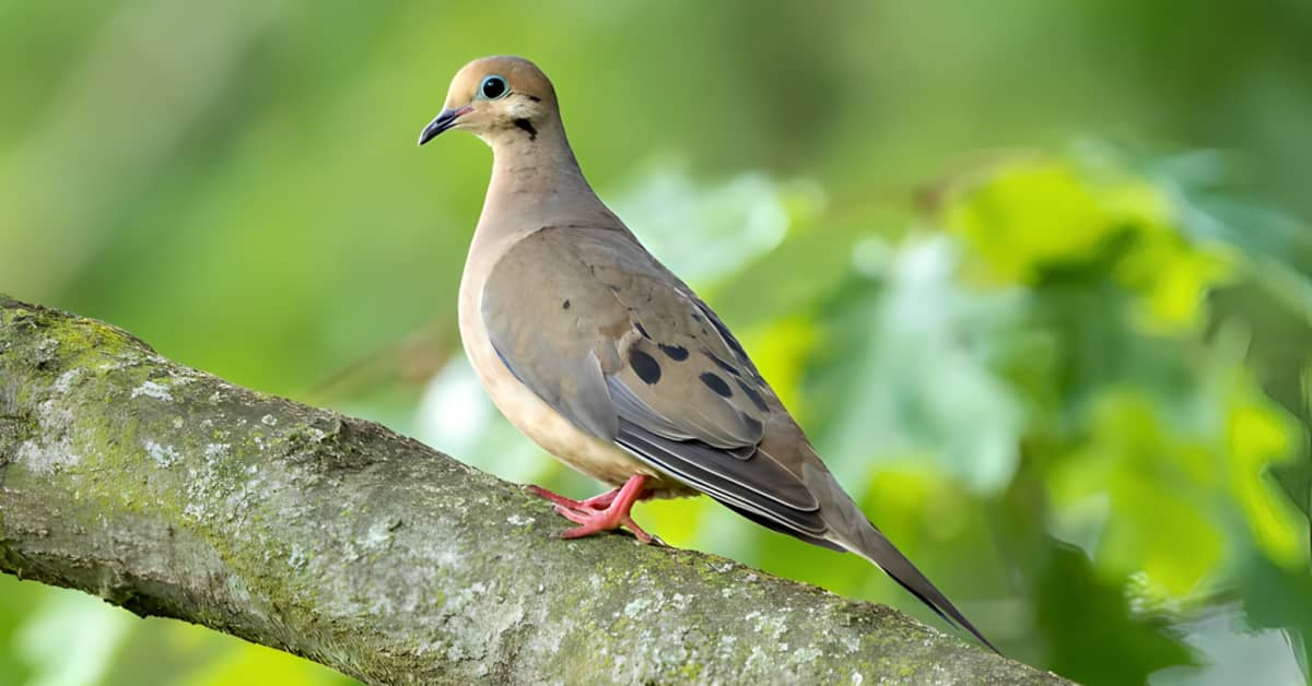 Attract Mourning Doves To Your Yard With These Easy Tips