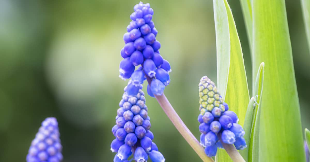 These 20 Plants Are Perfect To Put Under Deciduous Trees these-20-plants-are-perfect-to-put-under-deciduous-trees