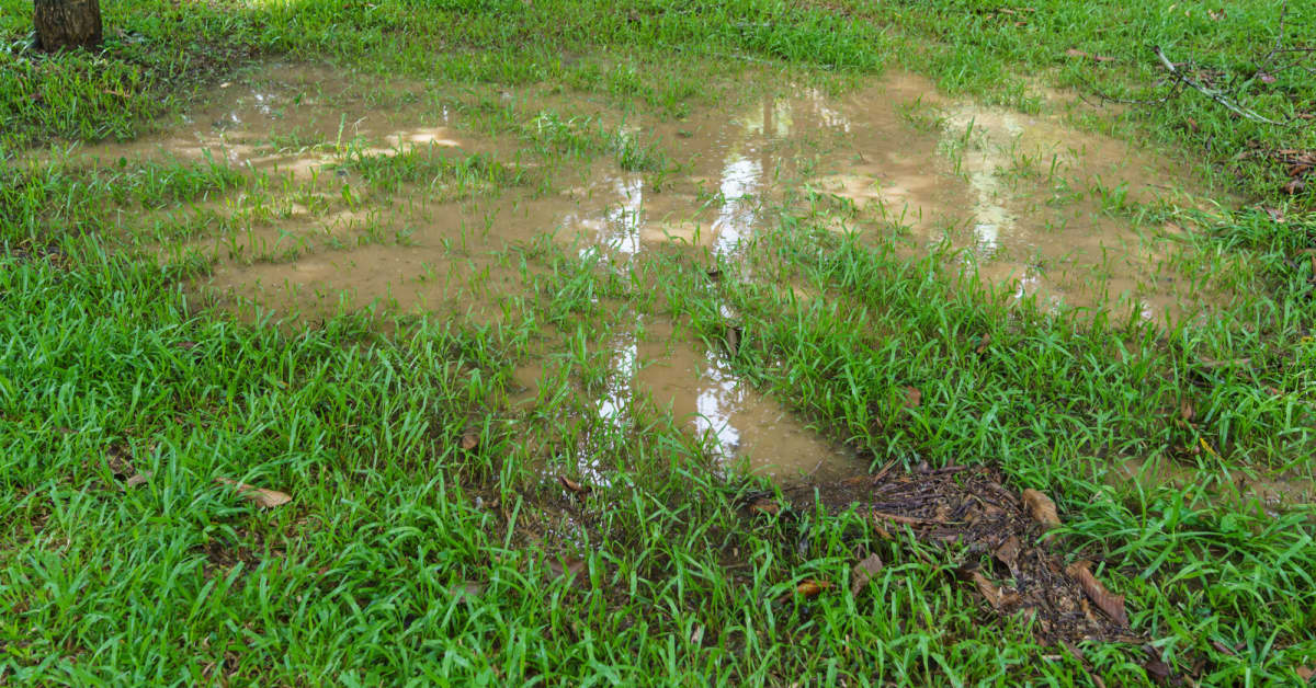 Effective Fixes To Restore Your Muddy Lawn To Its Former Glory Effective Fixes To Restore Your Muddy Lawn To Its Former Glory