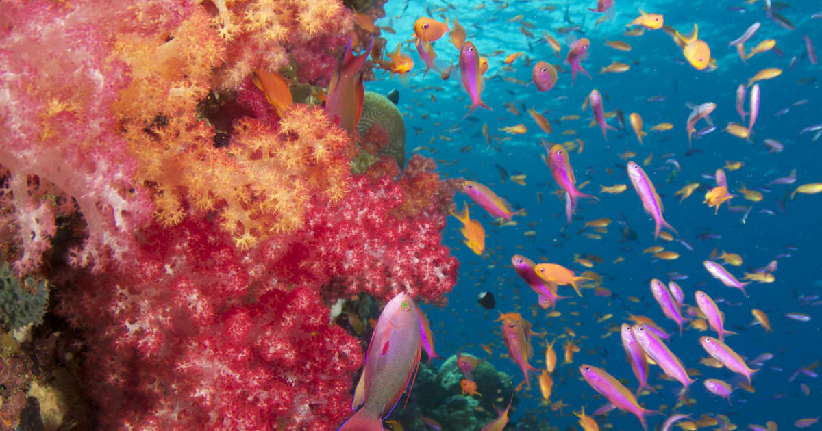 You can be a part of worldwide coral regeneration schemes – here's how